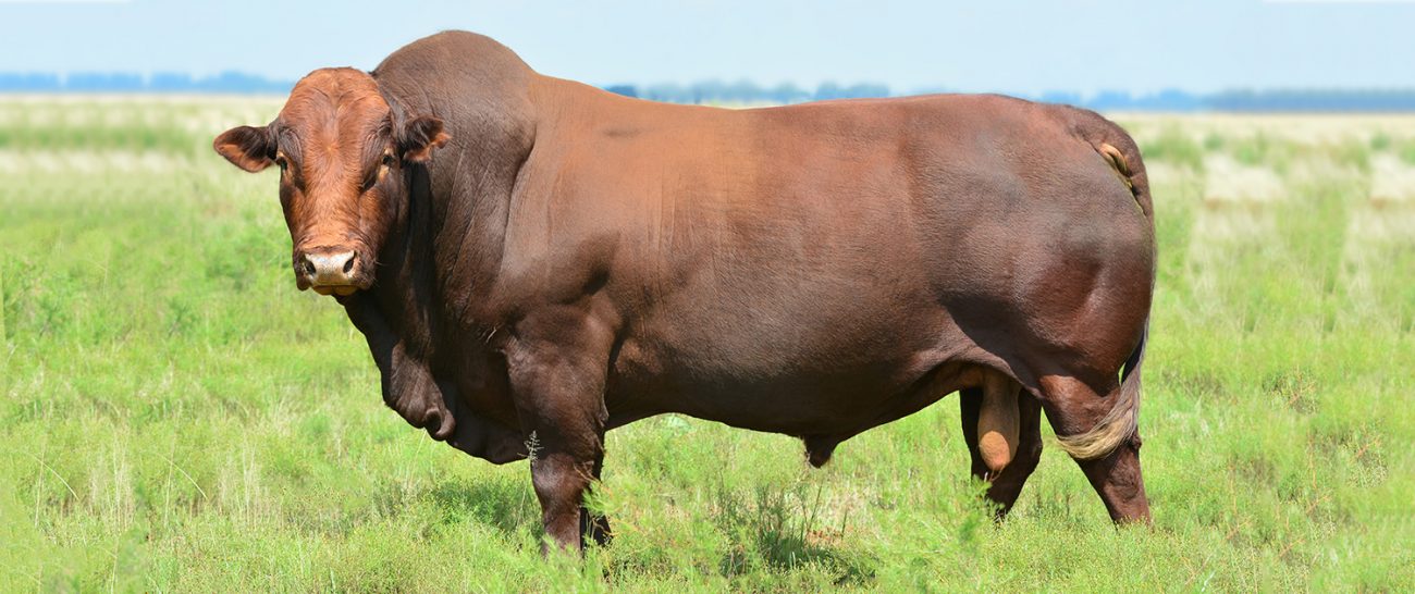 Por que Bonsmara? – Associação Bonsmara