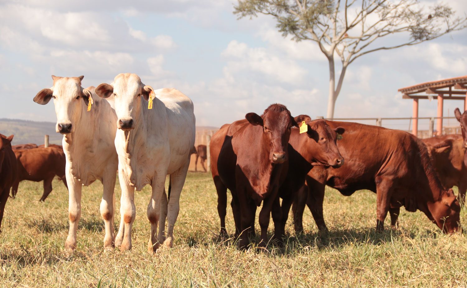 Zebuína ou taurina: qual vaca vai produzir o melhor bezerro na Serra ...